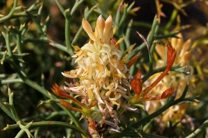 Australian Plants - Proteaceae